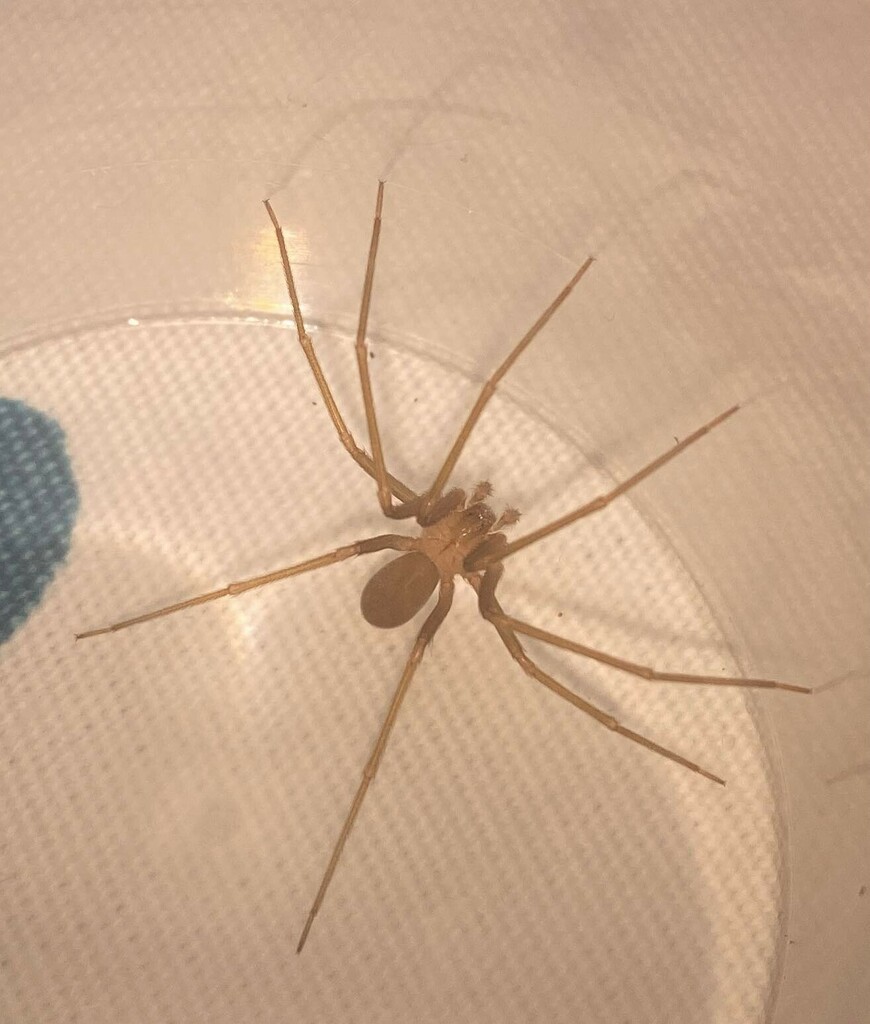 Mediterranean recluse from Baleary, Hiszpania on August 13, 2022 at 12: ...