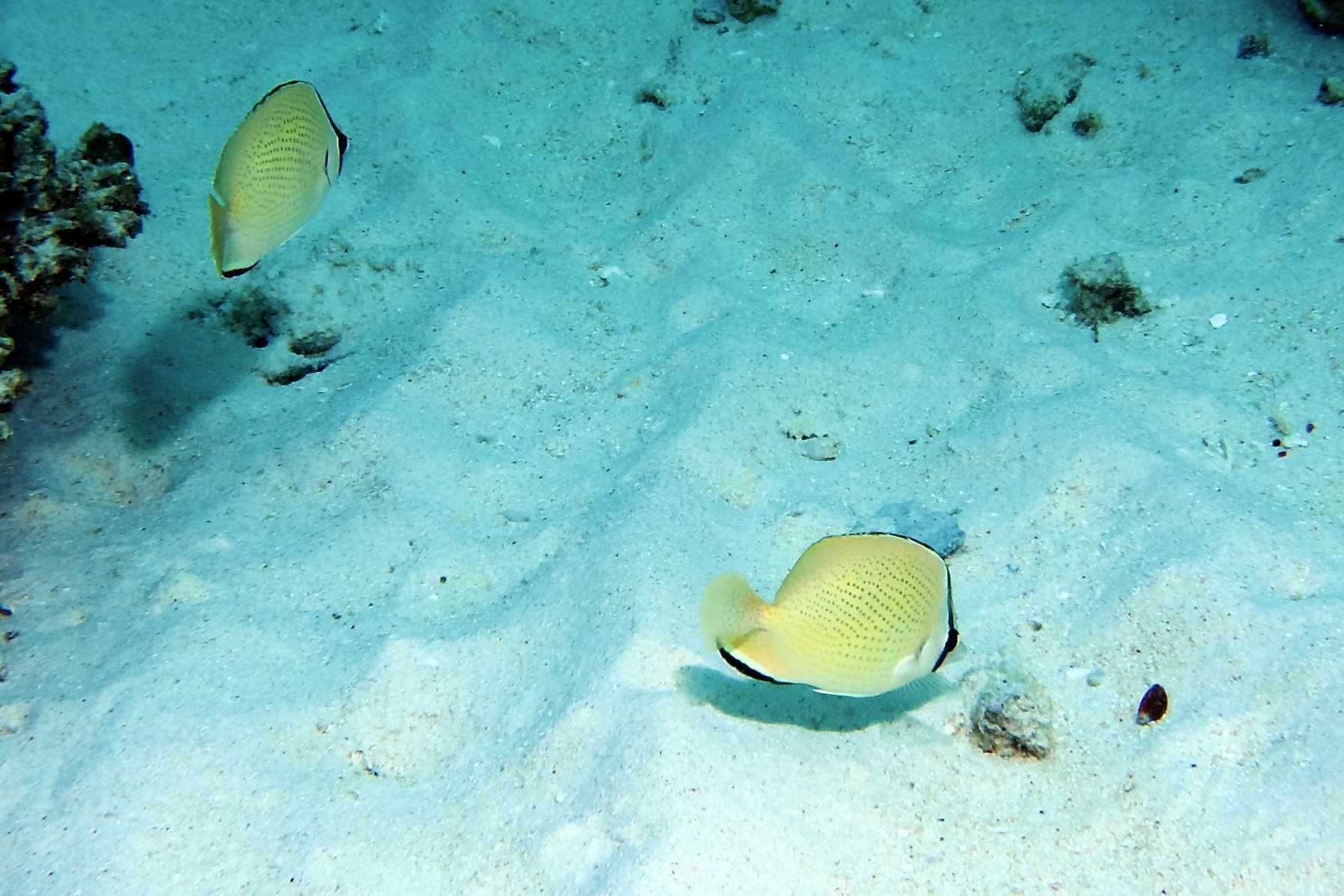 Chaetodon citrinellus Cuvier, 1831