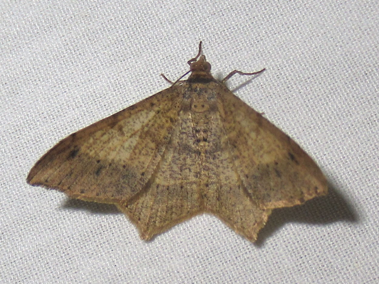 Macaria abydata Guenée