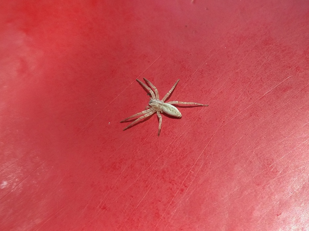 Arachosia praesignis from Puerto Madero, Buenos Aires, Argentina on ...