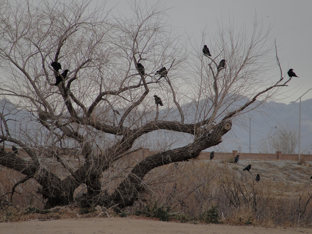 American Crow from Ciudad Juárez, Chihuahua, Mexico on January 16, 2023 ...