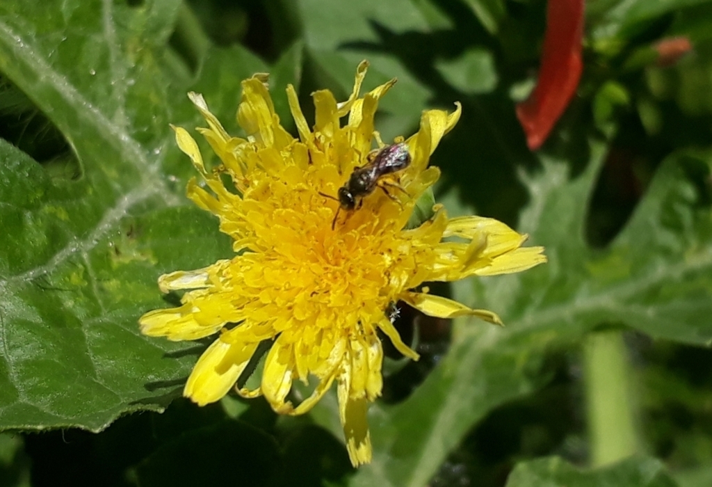 Bees from Santo Tomé, Santa Fe, Argentina on January 21, 2023 at 12:51 ...