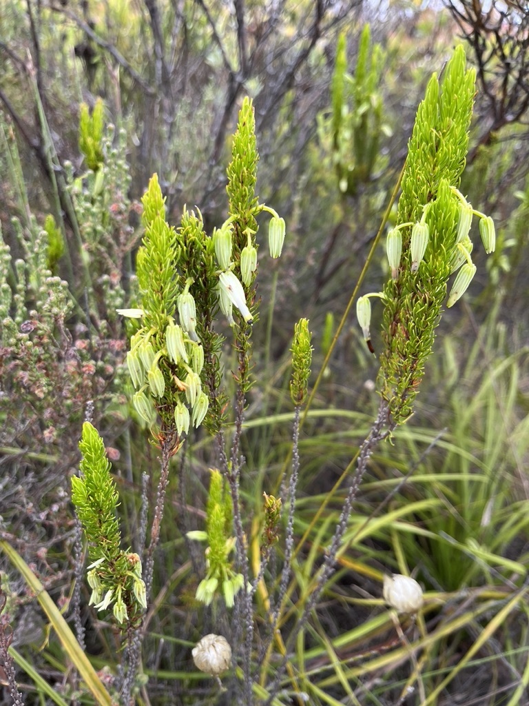 Erica plukenetii L.