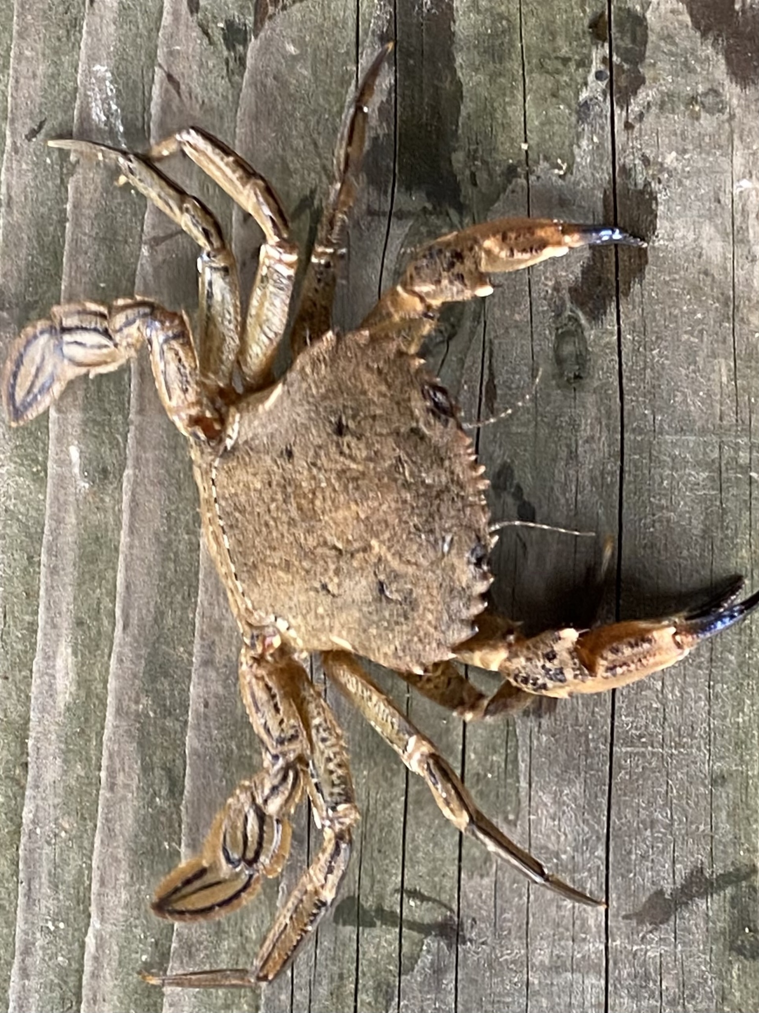 Necora puber (Linnaeus, 1767)