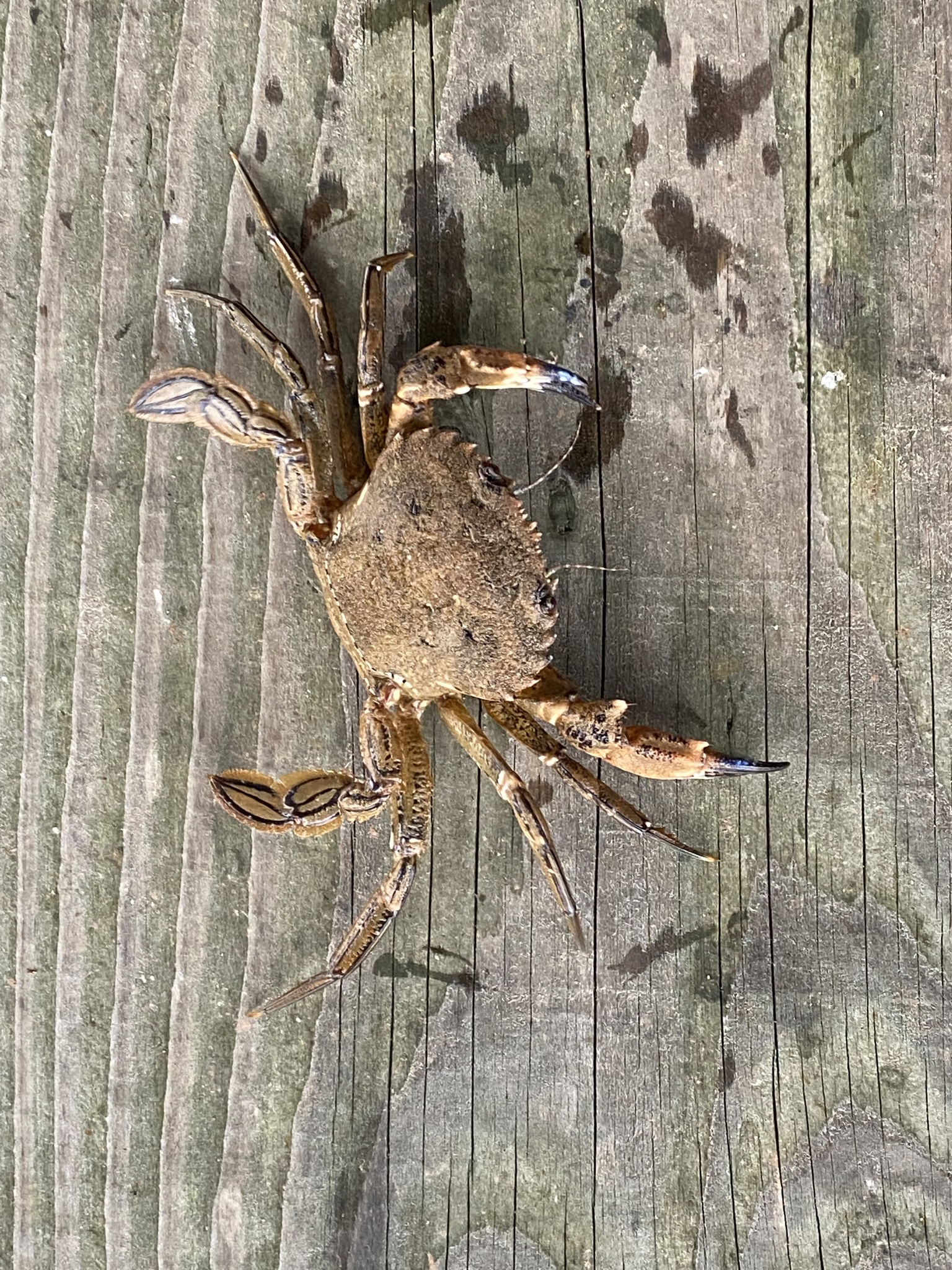 Necora puber (Linnaeus, 1767)