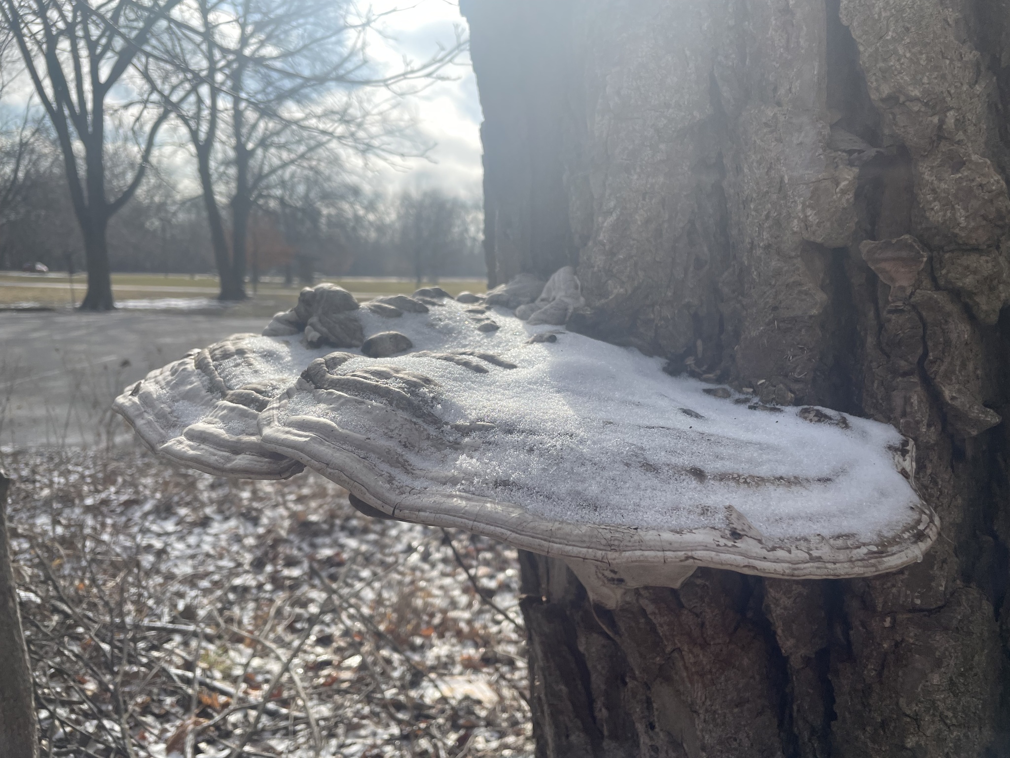 Ganoderma megaloma (Lév.) Bres.