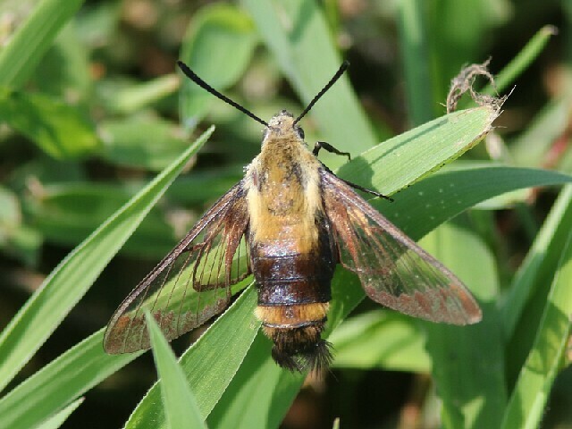 Snowberry Clearwing from Floyd Bennet Field, Brooklyn, NY, USA on ...