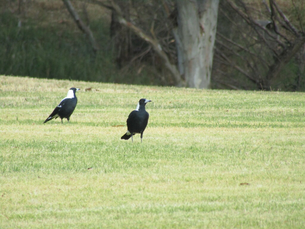 Australian Magpie from Adelaide SA, Australia on January 23, 2023 at 05 ...