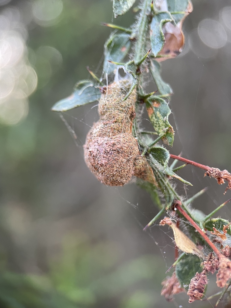 wattle gall rusts from Sanders Rd, Frankston South, VIC, AU on January ...