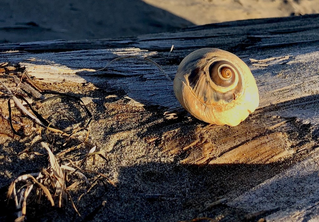 Lewis's Moon Snail from Santa Cruz County, CA, USA on January 01, 2023 ...