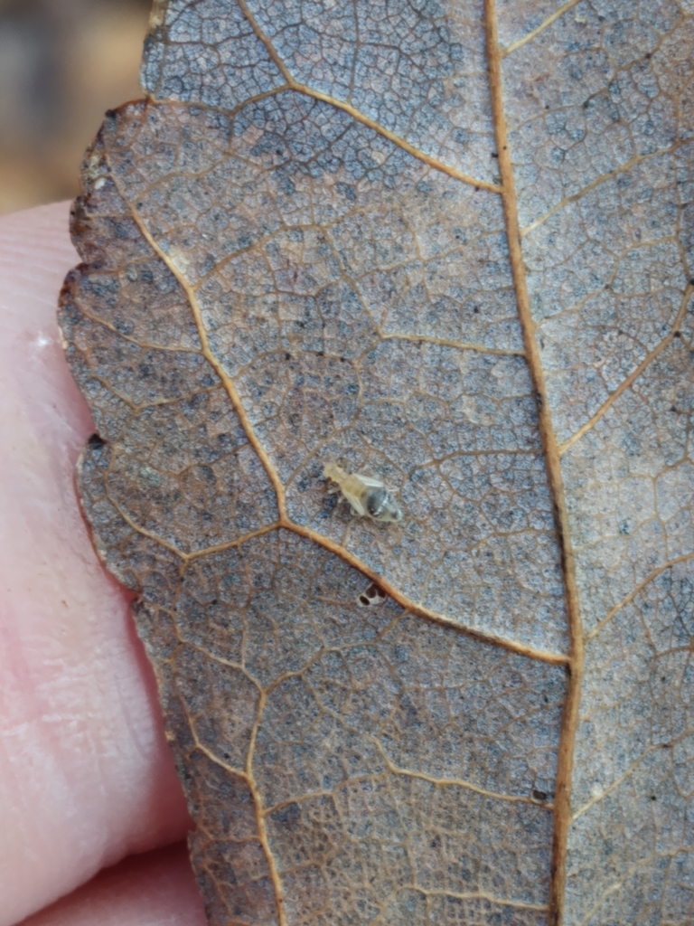 Barklice, Booklice, and Parasitic Lice from Mendenhall, MS 39114, USA ...