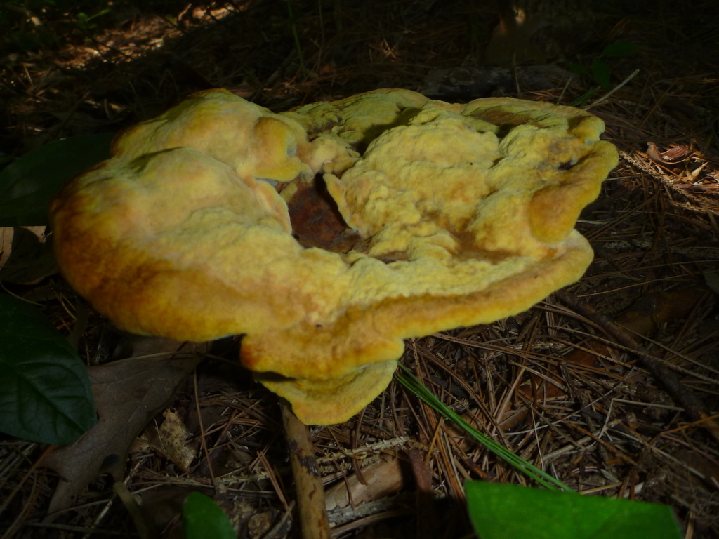 Dyer's Polypore from Fletcher garden - Experimental Farm - Central Park ...