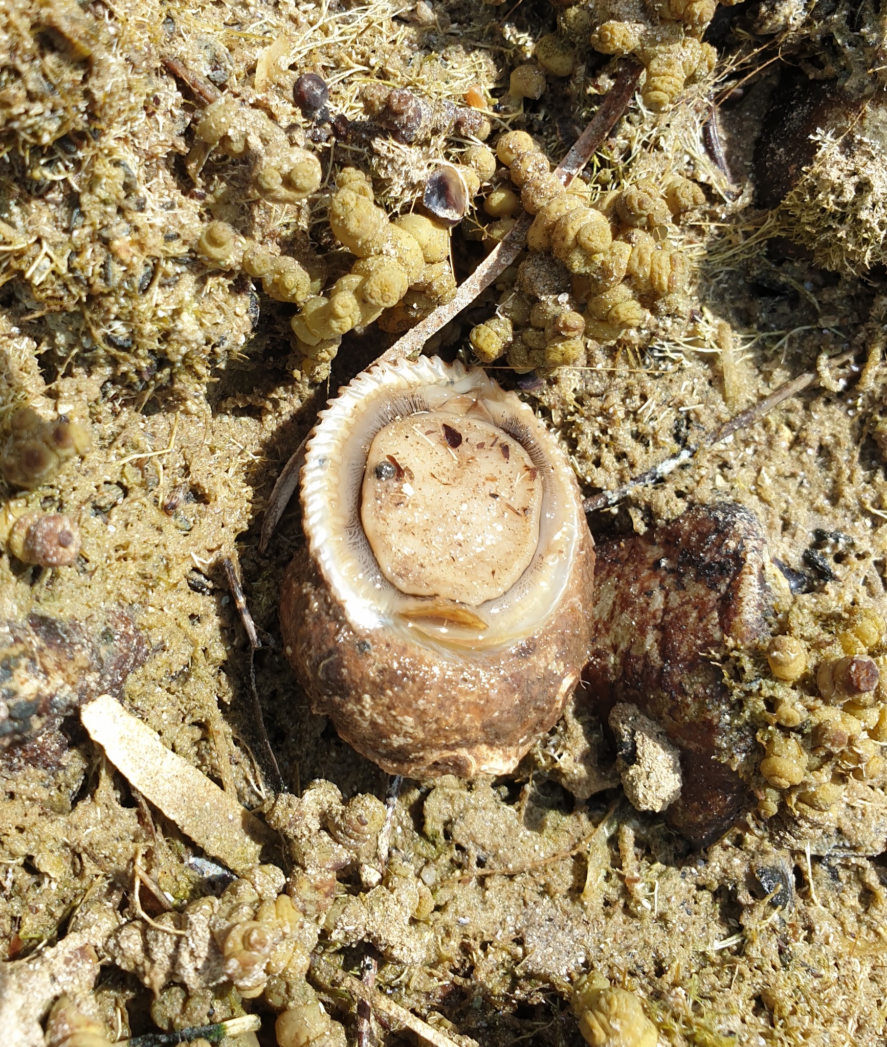 Granata imbricata (Lamarck, 1816)