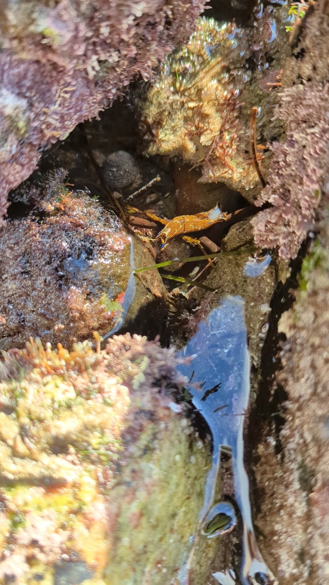Navanax inermis (J.G.Cooper, 1862)