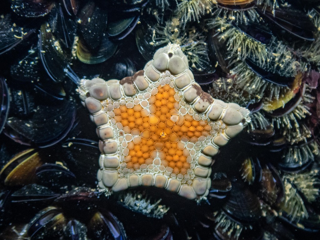 Common Biscuit Star from St Leonards VIC 3223, Australia on January 23 ...
