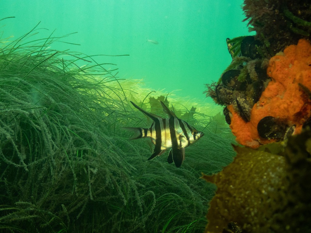 Old Wife from St Leonards VIC 3223, Australia on January 23, 2023 at 11 ...