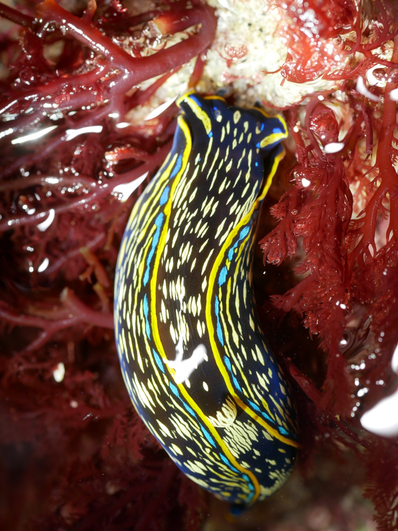 Navanax inermis (J.G.Cooper, 1862)