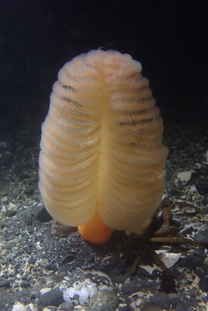 Orange Sea Pen in January 2023 by Zach Hawn · iNaturalist