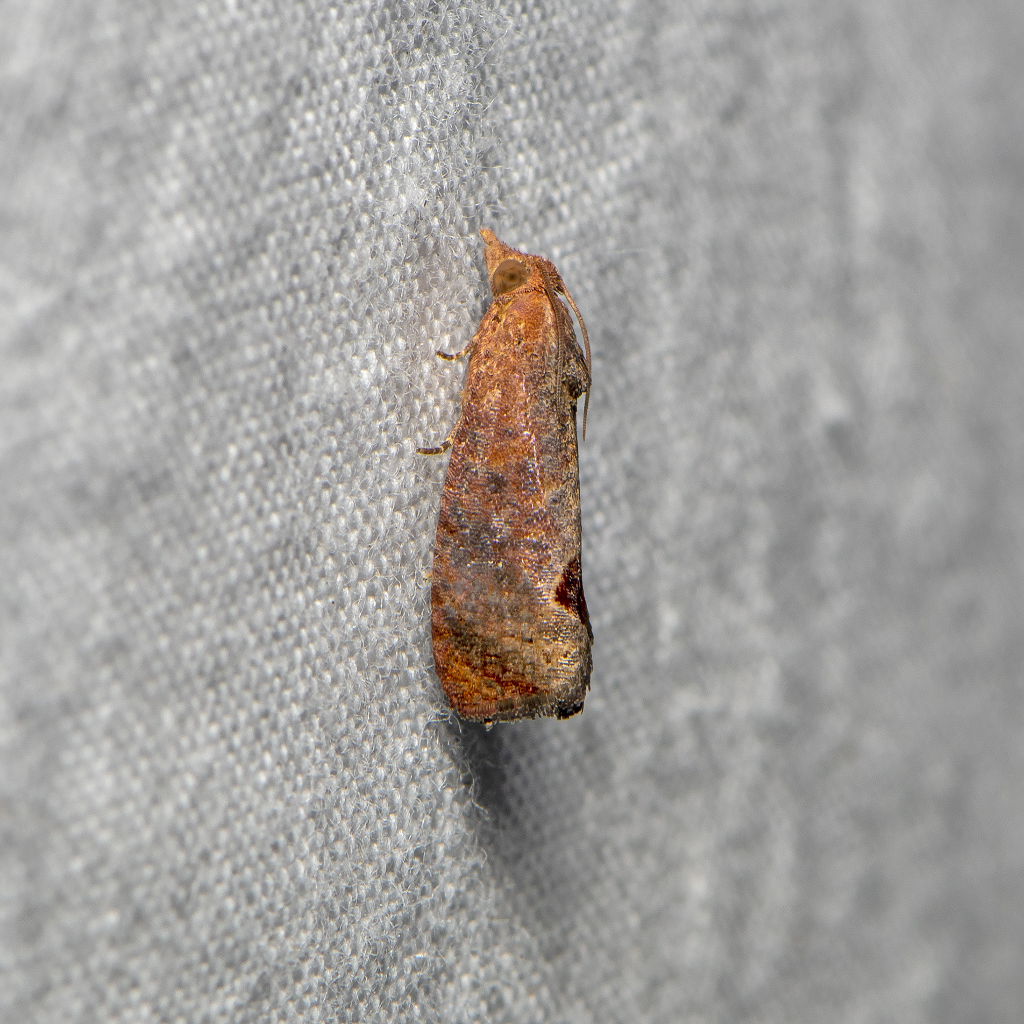 Cryptophlebia ombrodelta (Lower, 1898)