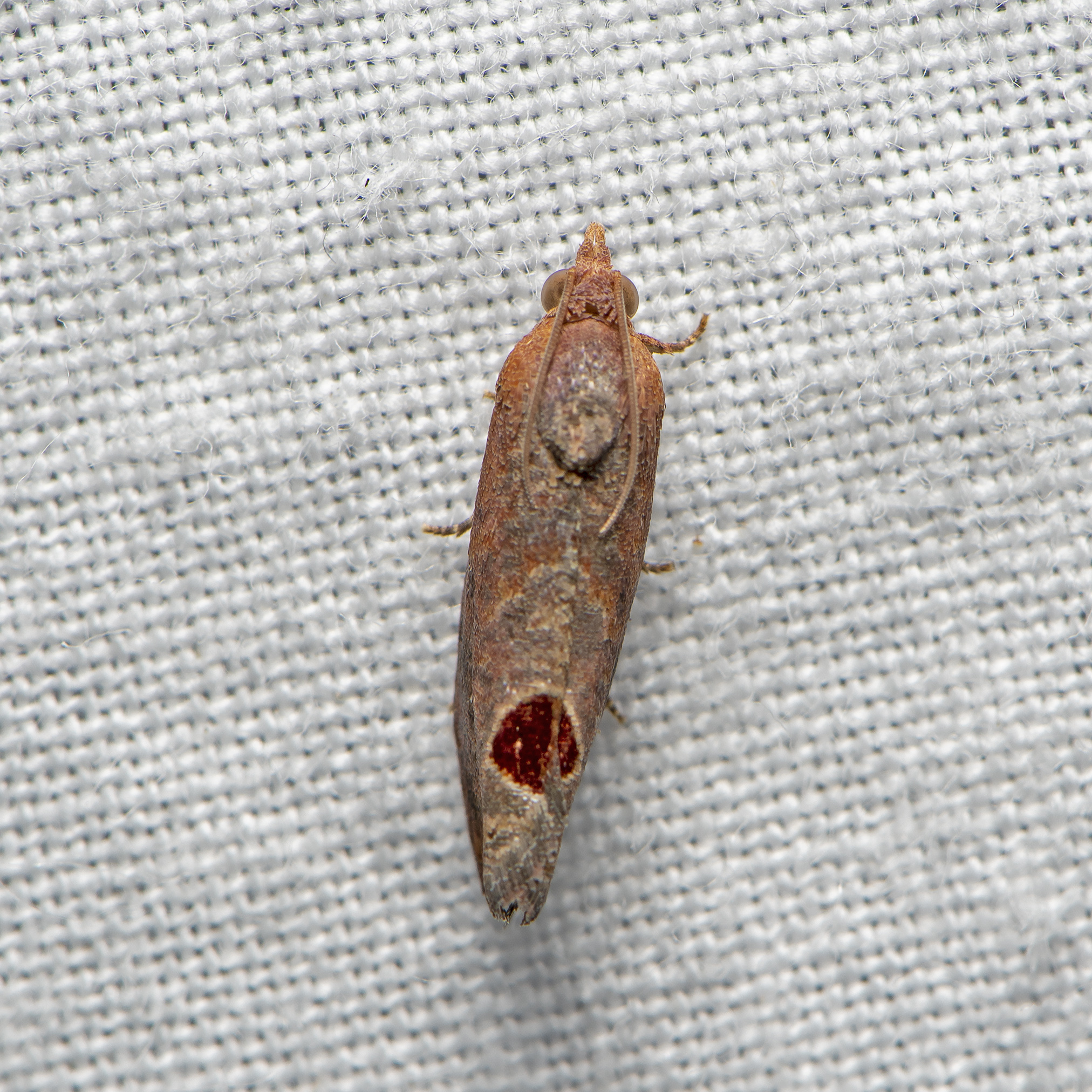 Cryptophlebia ombrodelta (Lower, 1898)
