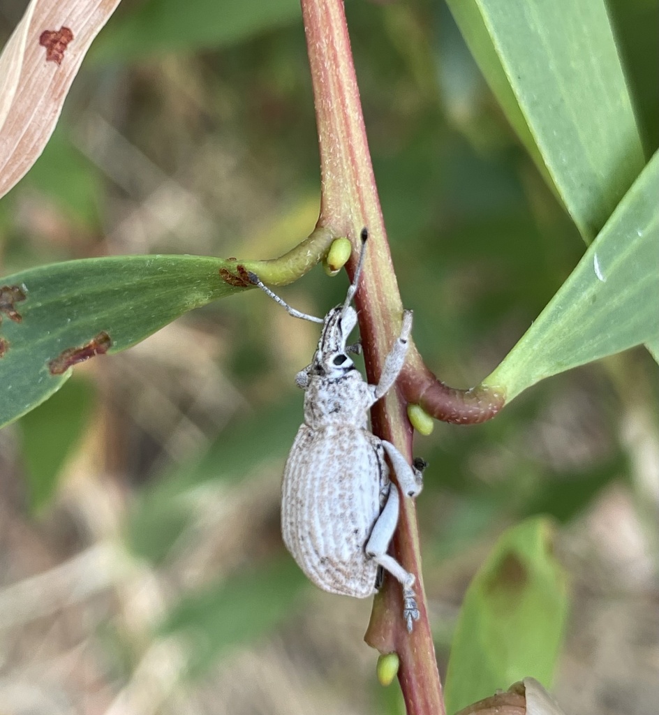 Leptopius robustus from Christopher Dr, Frankston South, VIC, AU on ...