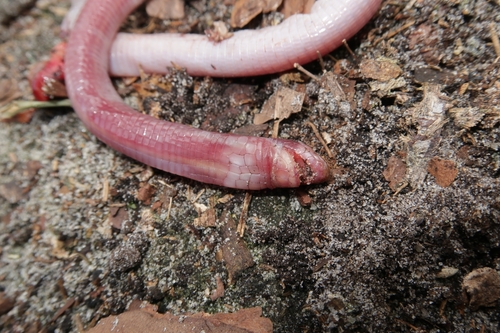 Florida Worm Lizard (Rhineura floridana) - Snakes and Lizards