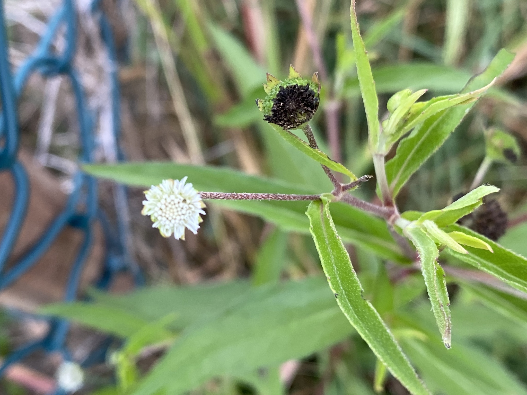 Eclipta prostrata (L.) L.