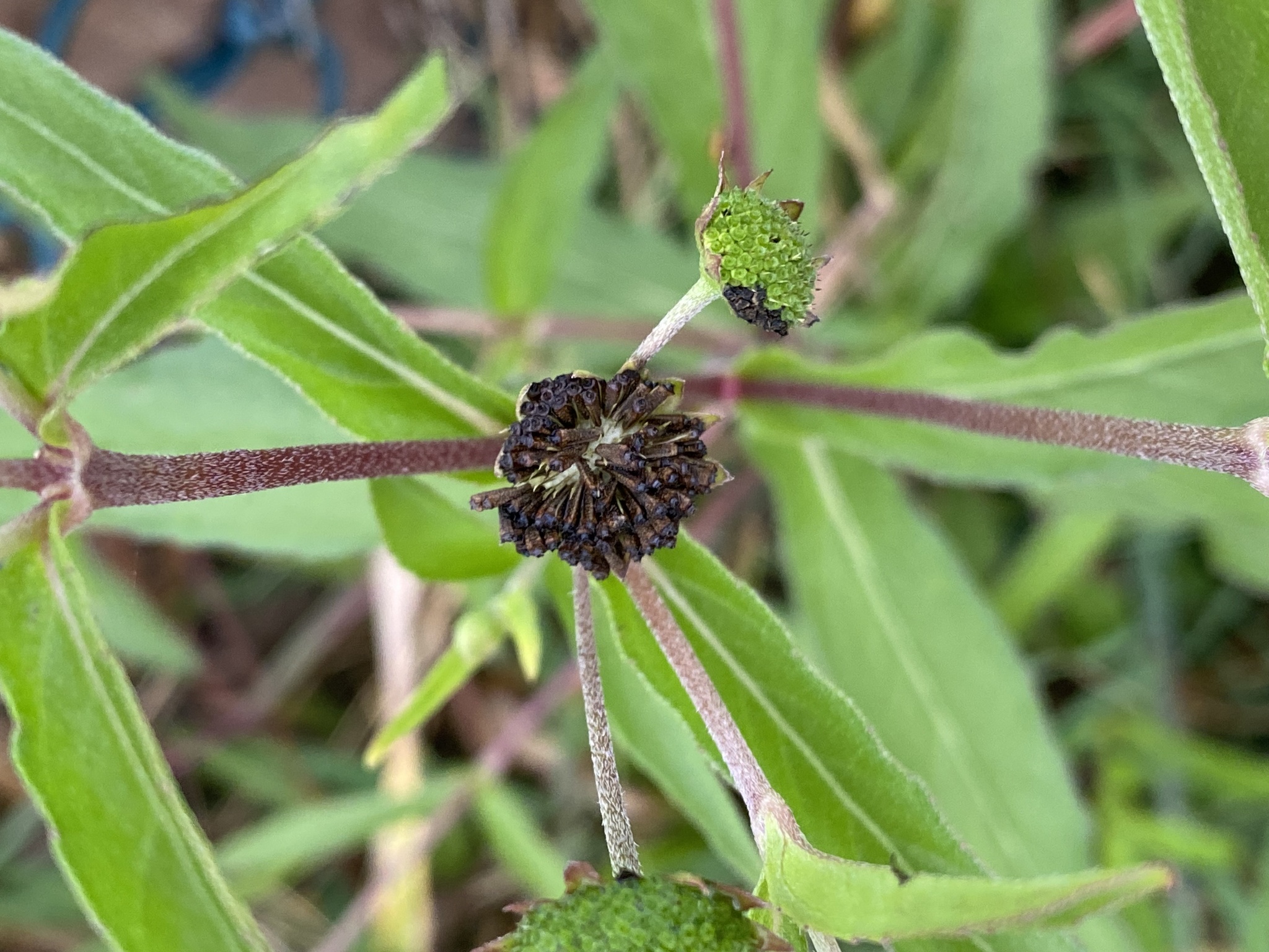 Eclipta prostrata (L.) L.