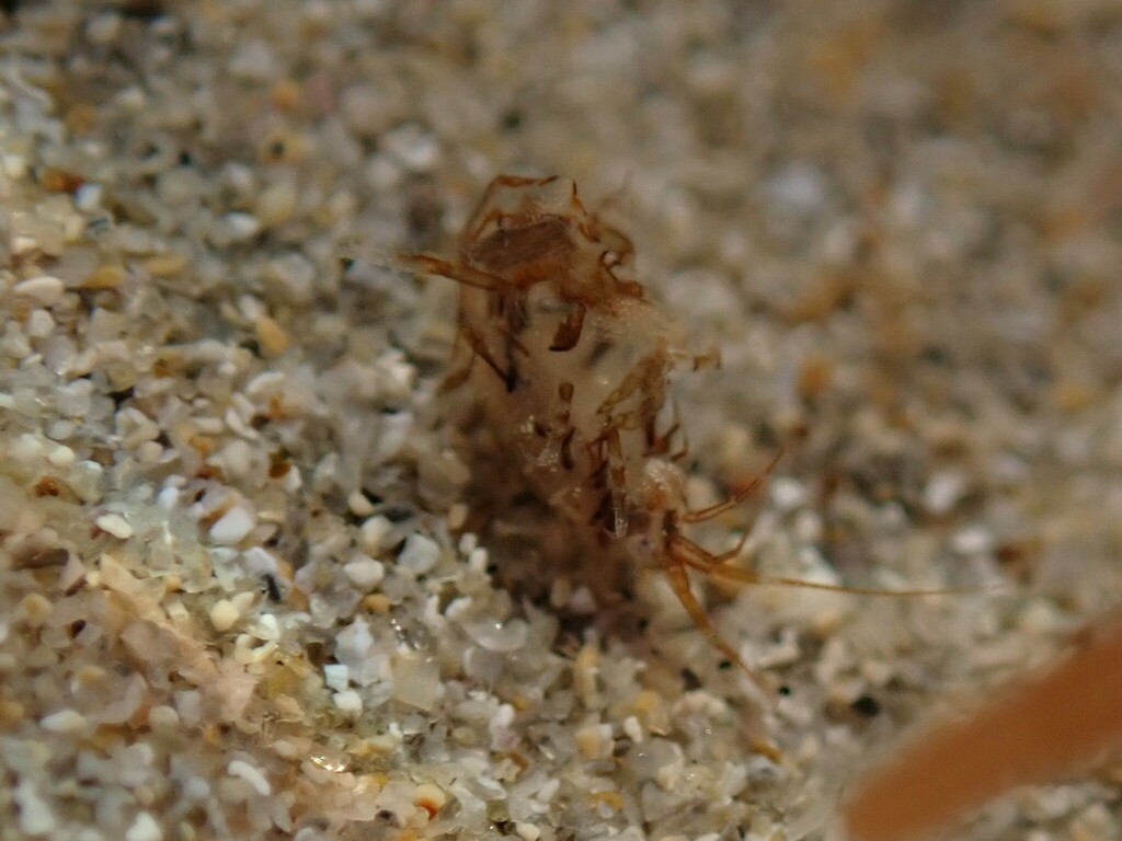 Amphipods from Shoreham reef on January 23, 2023 at 07:27 PM by Gen C ...