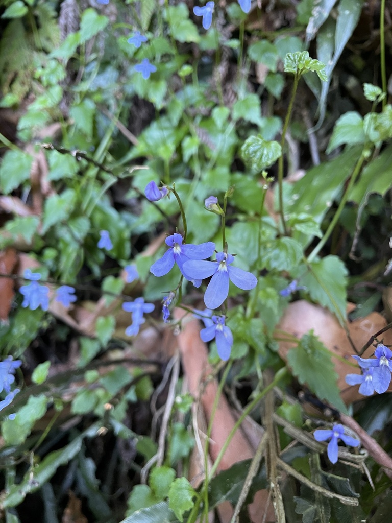 forest lobelia from Dorrigo National Park, Never Never, NSW, AU on ...