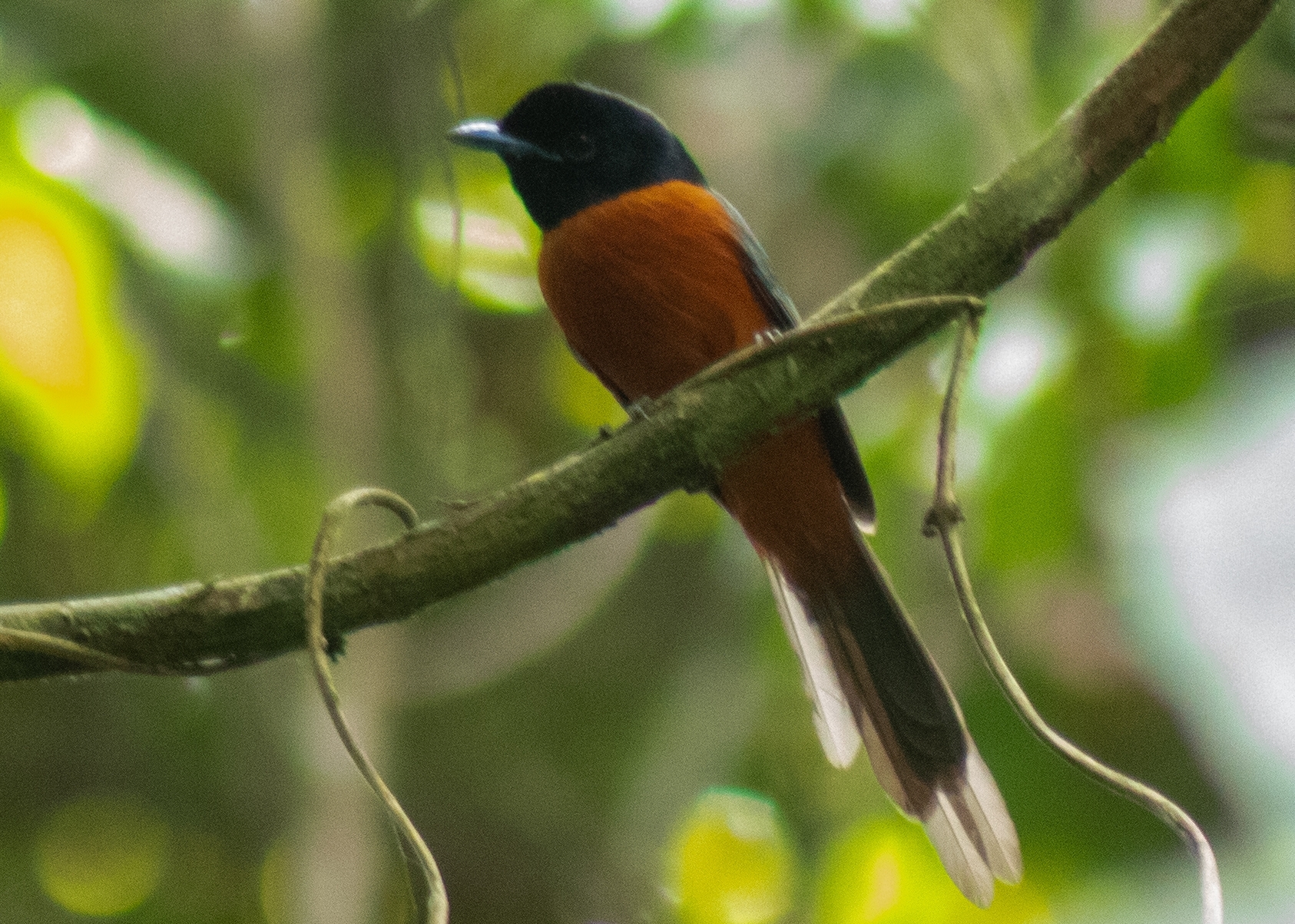 Terpsiphone rufiventer (Swainson, 1837)