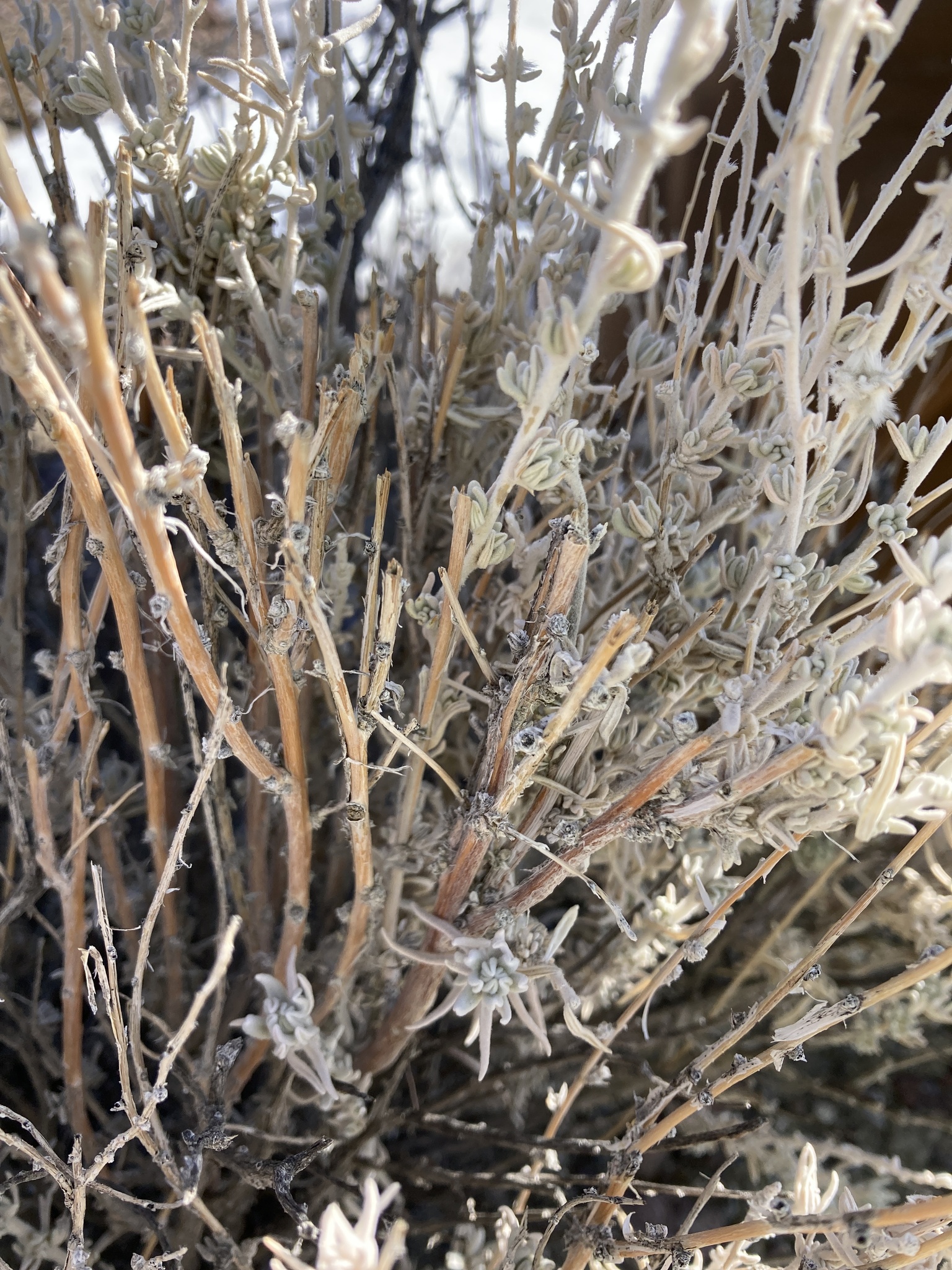 Krascheninnikovia lanata (Pursh) A.Meeuse & Smit