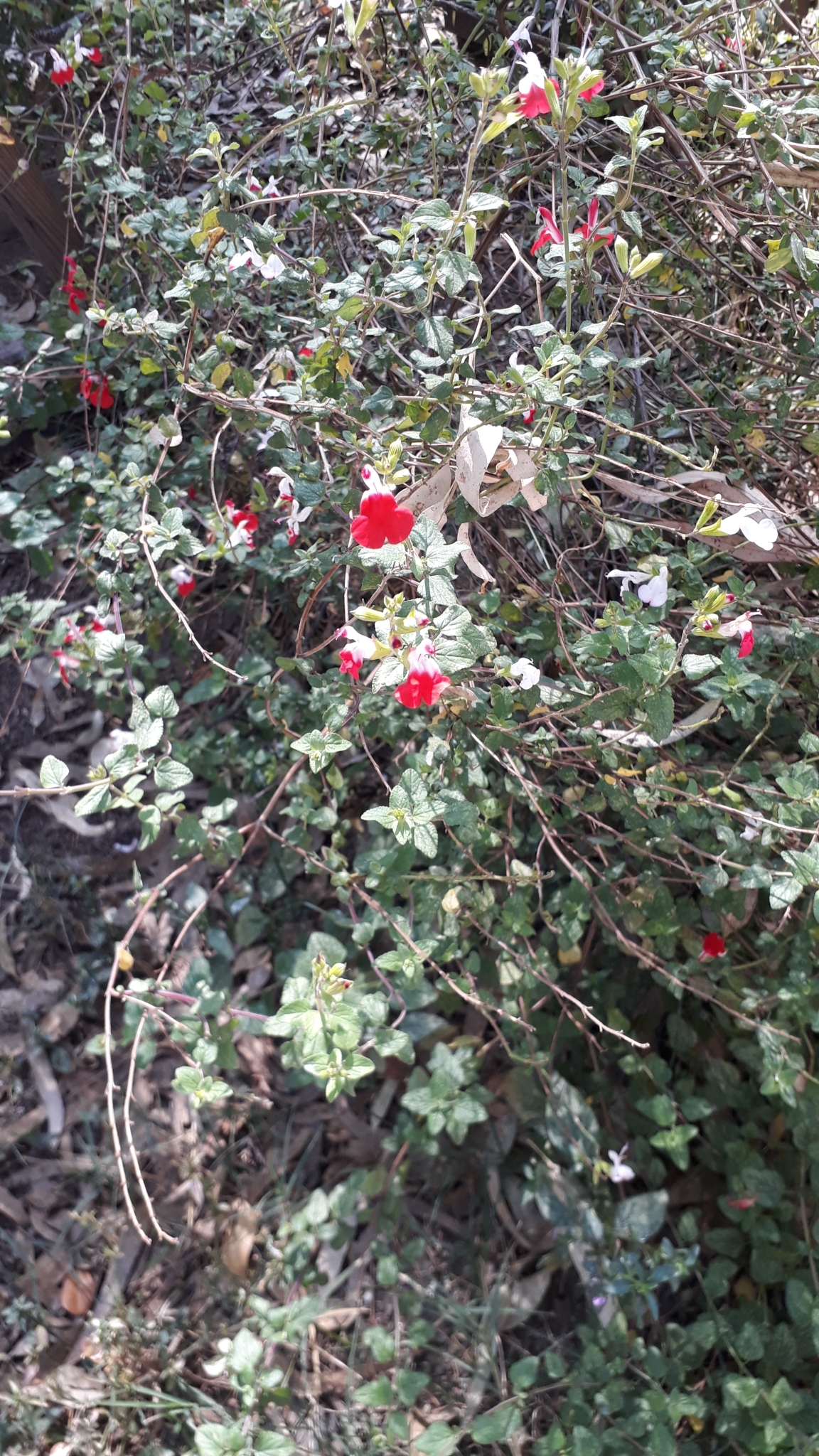 Salvia microphylla Kunth