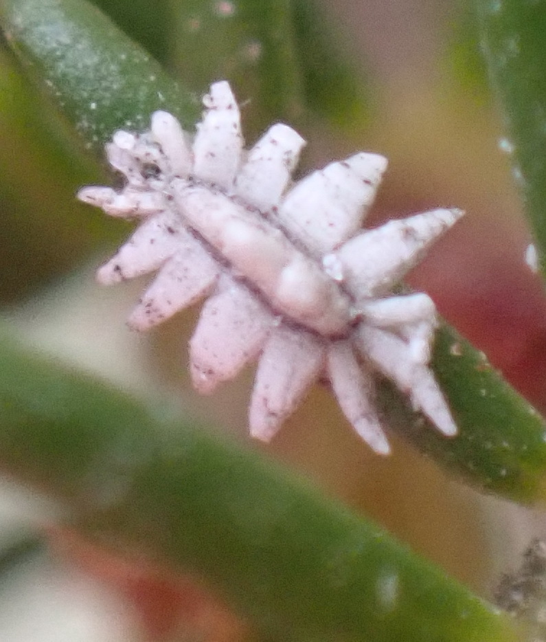 Scale Insects from Garden Route District Municipality, South Africa on ...