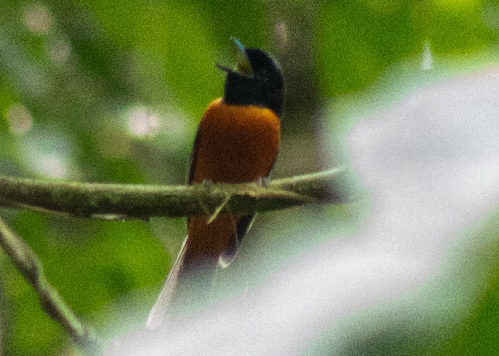 Terpsiphone rufiventer (Swainson, 1837)