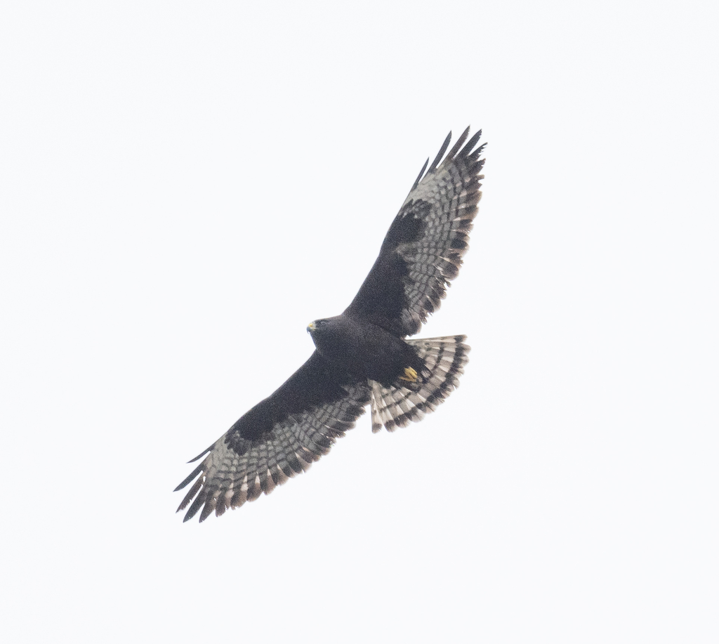 Short-tailed Hawk from Collier, Florida, United States on January 23 ...