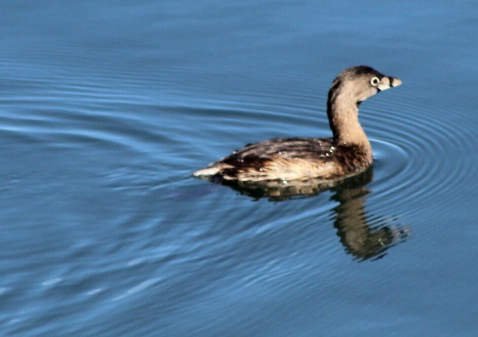 Pied-billed Grebe from Point Loma, San Diego, CA, USA on January 22 ...