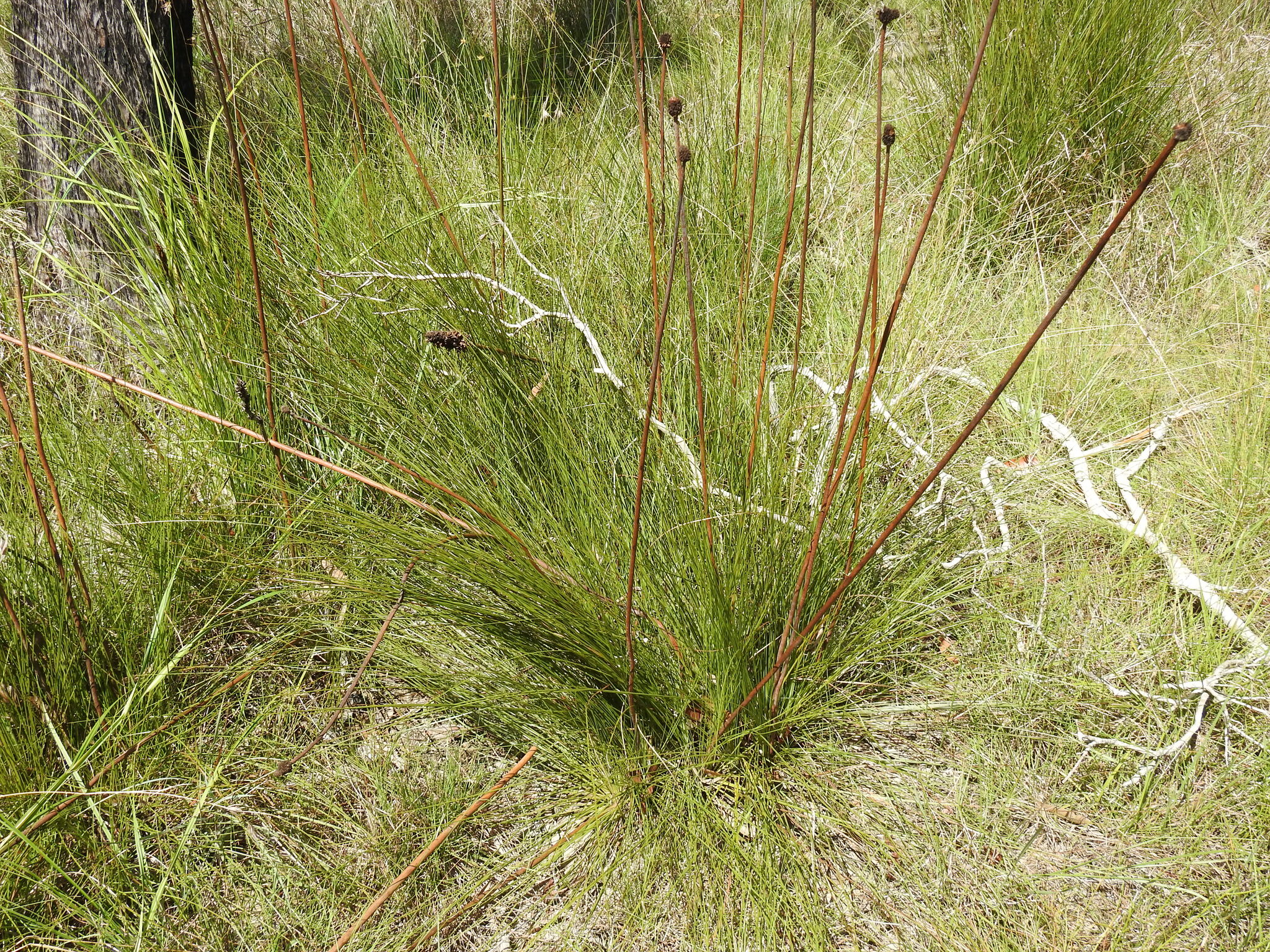 Xanthorrhoea fulva (A.T.Lee) D.J.Bedford