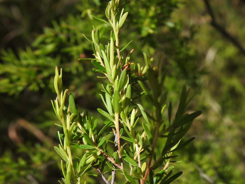 Tantoon from Walligan QLD 4655, Australia on January 23, 2023 at 02:22 ...