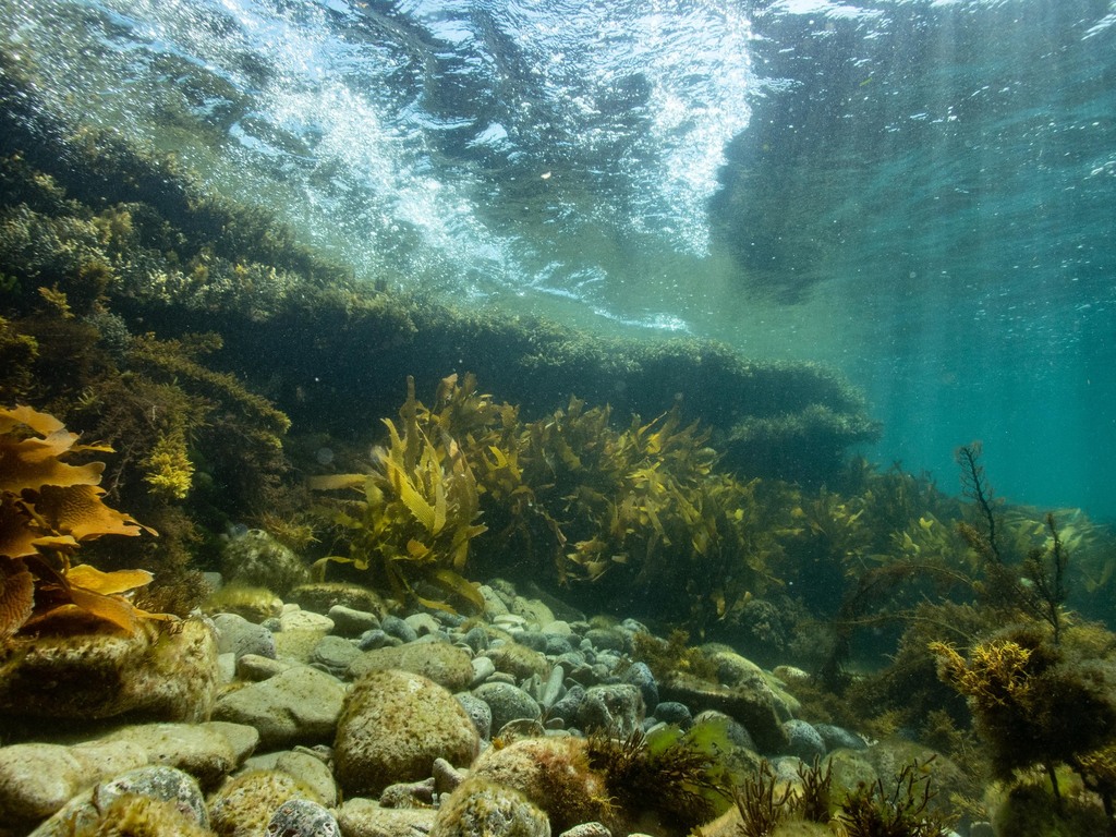 Common Kelp from Port Phillip Bay, Australia on January 23, 2023 at 02: ...