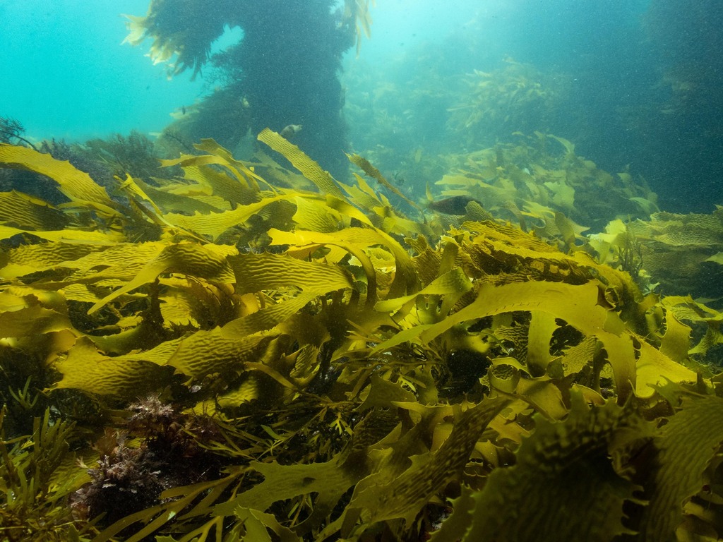 Common Kelp from Port Phillip Bay, Australia on January 23, 2023 at 02: ...