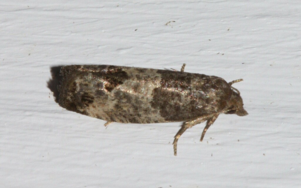 Eye-spotted Bud Moth from Pabos, 17 rue Baie-Bleue Le Rocher-Percé, QC ...