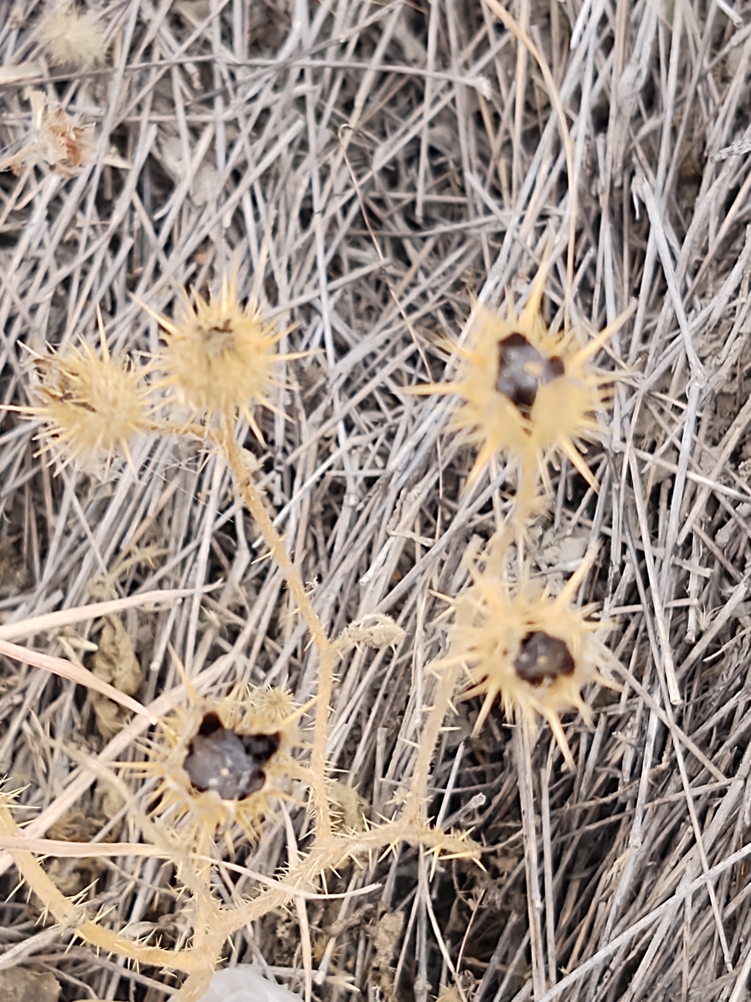 Solanum rostratum Dunal