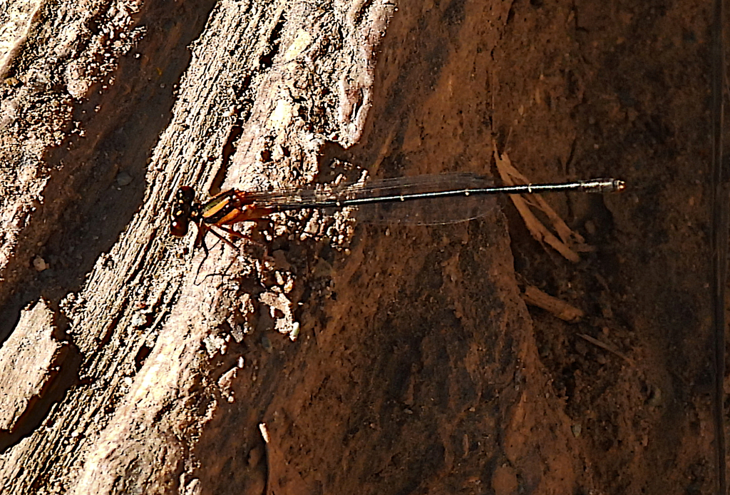 Orange Threadtail from Bunya Crossing Reserve, Brisbane QLD, Australia ...