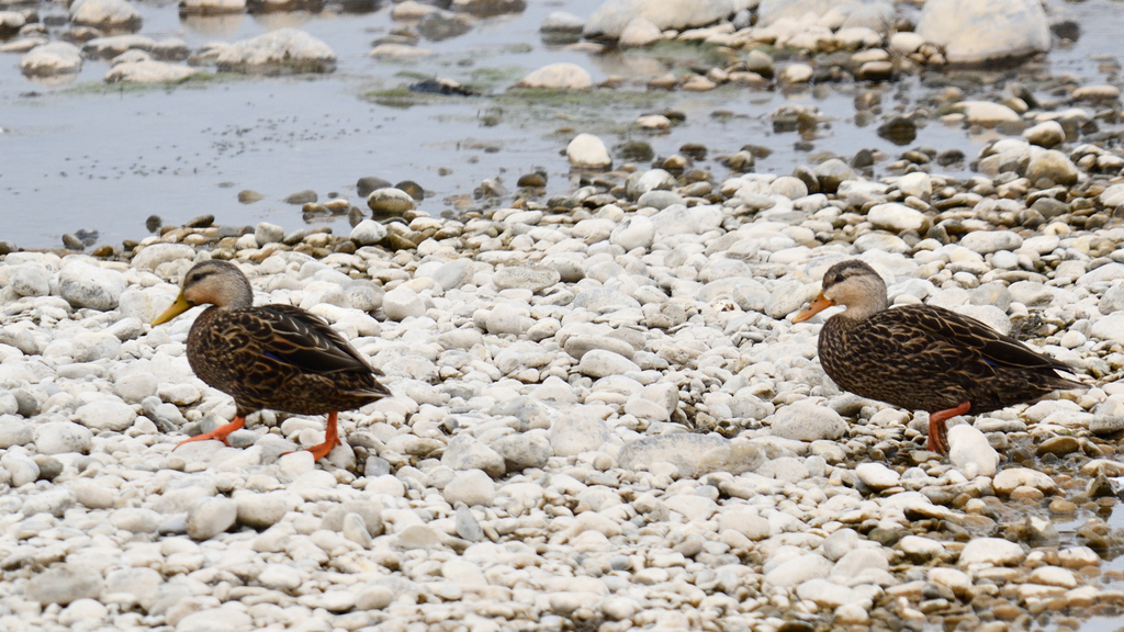 Mexican Duck from Linares, N.L., México on January 20, 2023 at 02:32 PM ...