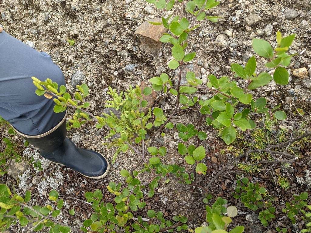 dwarf resin birch from Fermont, QC G0G 1J0, Canada on July 21, 2022 at ...