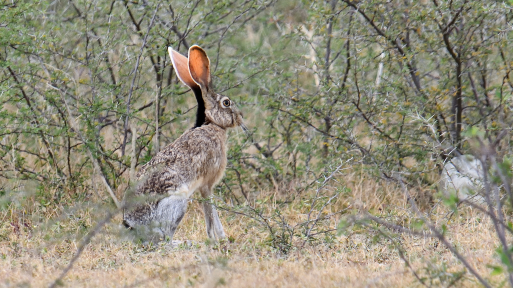 Black-tailed Jackrabbit from Linares, N.L., México on January 20, 2023 ...