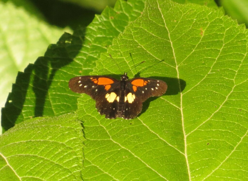 Gaudy Checkerspot from 3 km al sur de Puerto Viejo de Sarapiquí ...