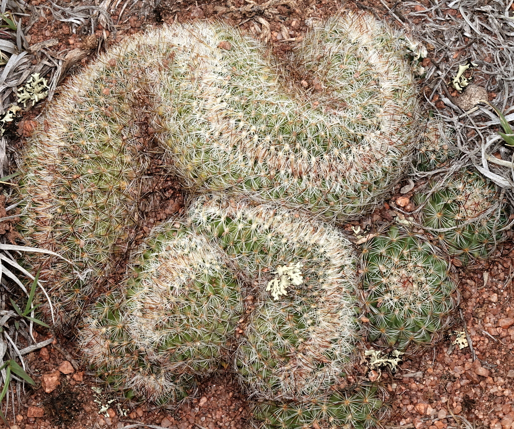 Mountain Ball Cactus from Eagle County, CO, USA on June 2, 2019 at 03: ...