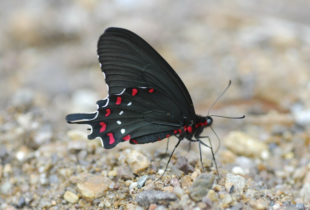 White-dotted Cattleheart (Parides alopius) (Wildlife of the United ...
